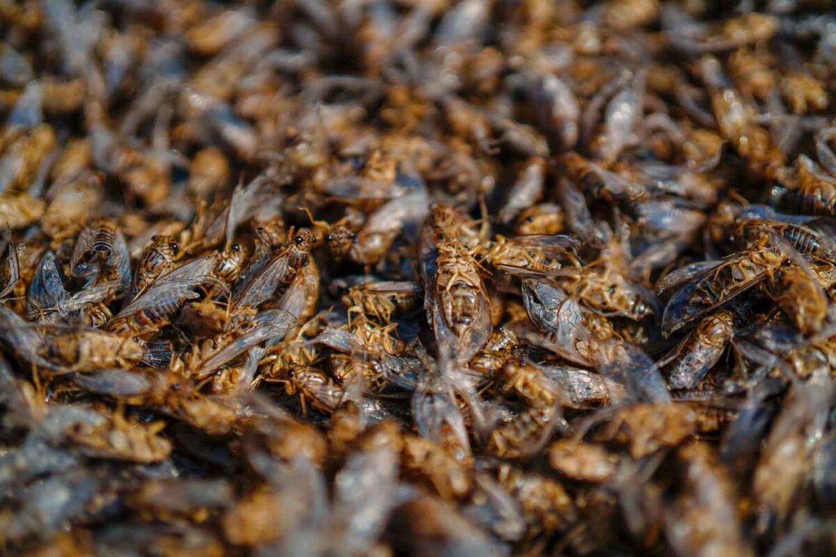 Zimbabwean Food: 17 Popular and Traditional Dishes to Try