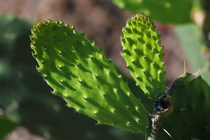10 Weird Vegetables that Will Suprise You