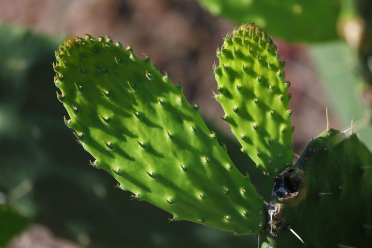 10 Weird Vegetables that Will Suprise You