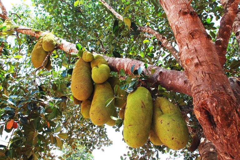 20 African Fruits You Need To Try